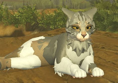 American Wirehair Wcue Morph Gray And Brown Warrior Cats Roblox Skin