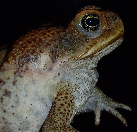 Hop Stop Cane Toad Spray For Garden Guests