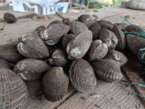 Pata De Mula Clams At A Road Side Pit Stop In Nayarit
