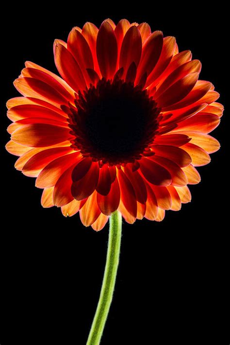 Dark Daisy Pink Helloart