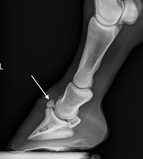 Alberto Rullan Vmd On Linkedin Extensor Process Fracture Most