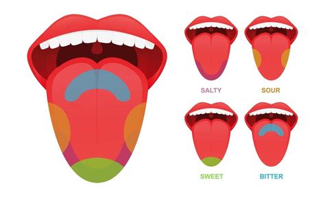 Taste Vector Art Icons And Graphics For Free Download