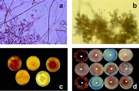 Table 2 From Biology And Systematics Of The Form Genus Rhizoctonia