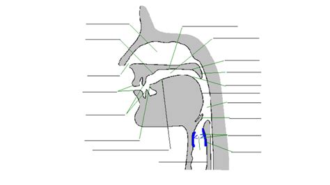 Introduction To Linguistics Quiz 1 Diagram Quizlet