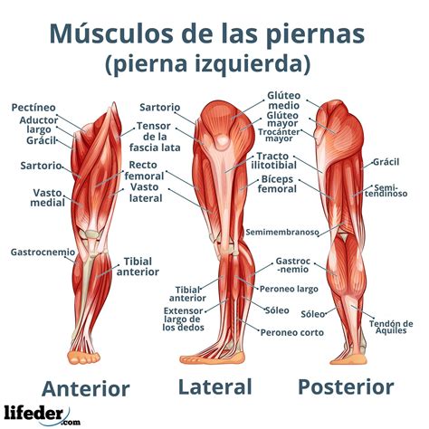 Diagrama De Msculos De Miembros Inferiores
