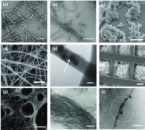 Tem Micrographs Of Wild Type Tobacco Mosaic Virus Tmv Nanoparticles