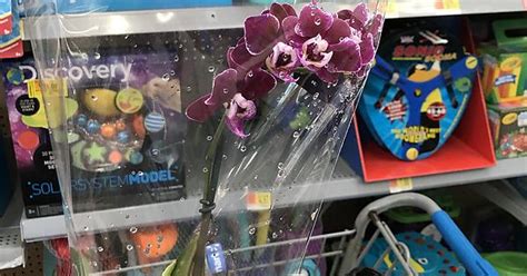 Mini Phal Album On Imgur