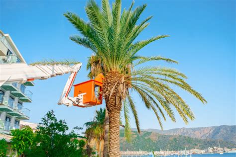 The Art Of Palm Tree Pruning A Comprehensive Guide To Professional
