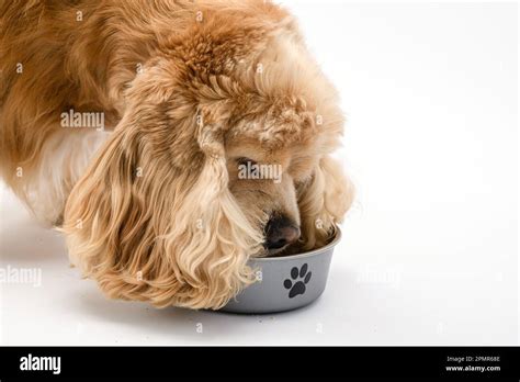 American Cocker Spaniel Eating Dry Food From A Metal Bowl Isolated On White Background Close Up
