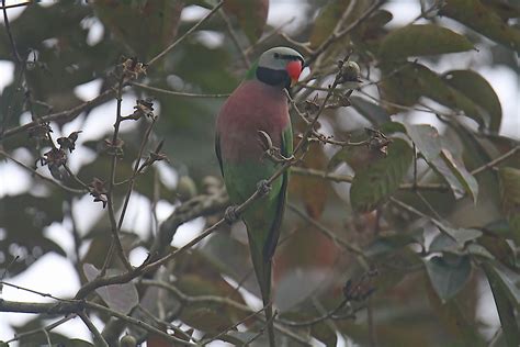 Red Breasted Parakeet Album On Imgur