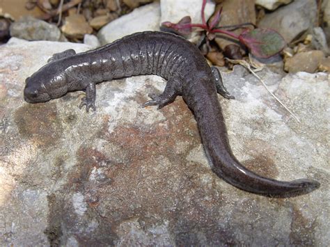 Ambystomatidae Armi
