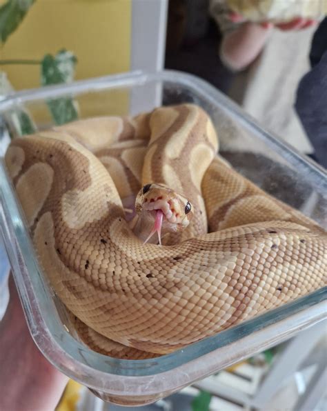 60 💗adorable Ball Pythons💗 Ideas Pet Snake Cute Reptiles Cute Snake