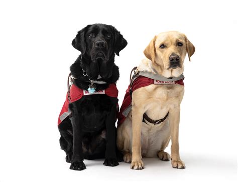 Hong Kongs First Guide Dog School Will Open This Summer Tatler Asia