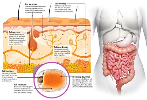 Mymi Curvebelly Wonder Patch Artofit
