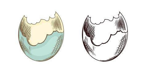 Egg Sketch Vector Art Icons And Graphics For Free Download