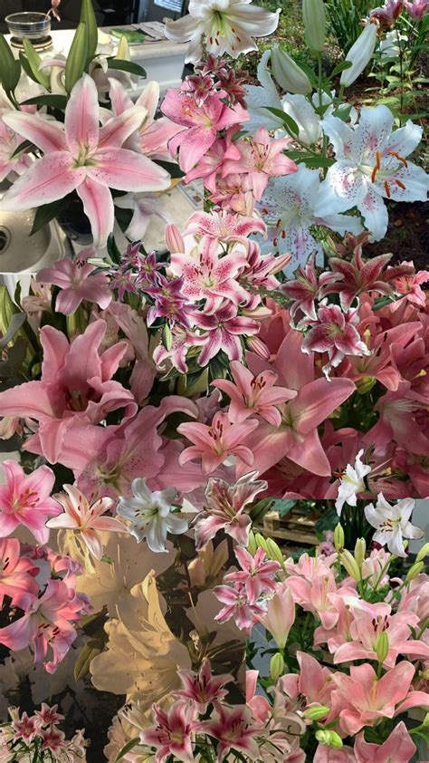 Lilies Langage Des Fleurs Photo Fleurs Bouquet De Fleurs