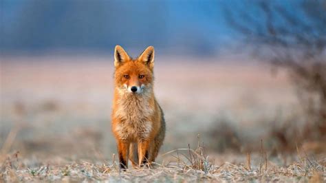 Foxes Wallpapers Top Free Foxes Backgrounds Wallpaperaccess