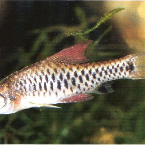 Pdf Oreichthys Crenuchoides A New Cyprinid Fish From West Bengal India