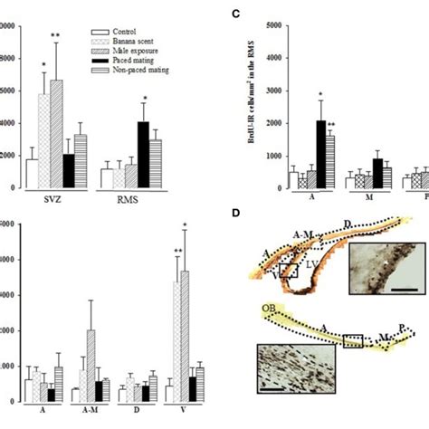 Cell Proliferation In The Subventricular Zone Svz And The Rostral