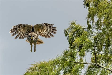 In Flight Owl And Pine Photograph By Tom Claud Fine Art America