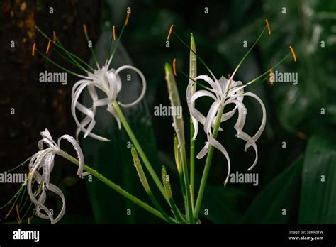 Crinum Asiaticum Commonly Known As Poison Bulb Giant Crinum Lily
