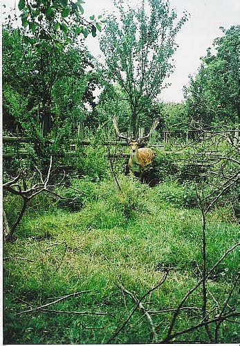 Danek Zlínský Kraj Prodám Chovzvířatcz