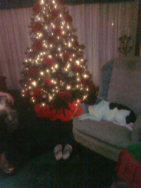 Toby Waiting For Santa Claws Holiday Santa Claws Christmas