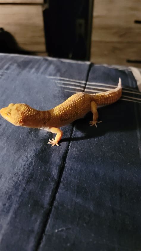 Tiny Diny At It Again R Leopardgeckos