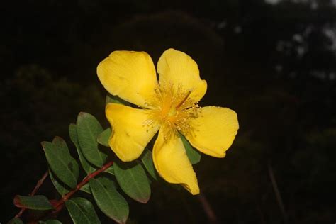 Up Scientist Perry Ong Honored With Name Of New Flowering Plant In Mindanao