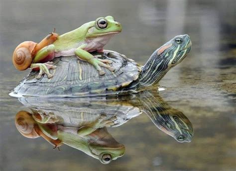 Foresis Qué Es Y Ejemplos Manuales De Agronomia 2026