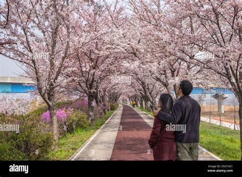Cherry Blossom Tree Korea At Caleb Aitken Blog