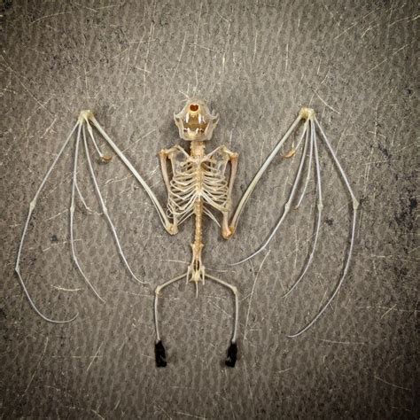 Lanternfly Taxidermy Cat Skeleton Taxidermy