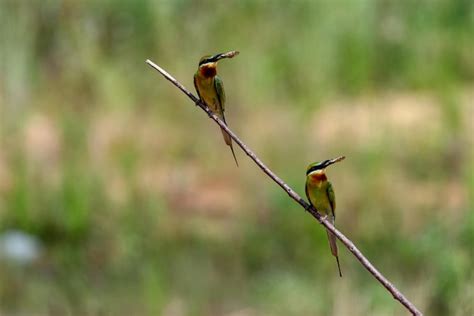Common Bee Eater Images Free Download On Freepik