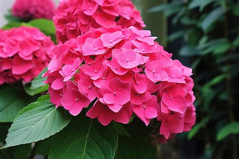 Pinks Hydrangea Flowers On Bush Background High Resolution Flower