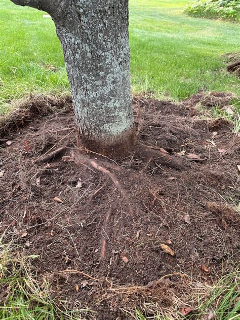 Red Maple Root Flare Exposure Rarborists