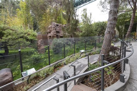 Panda Ridge San Diego Zoo Wildlife Alliance