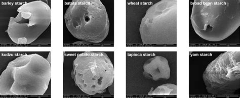 Table 1 From Preparation Of Sweet Potato Porous Starch By Marine Dextranase And Its Adsorption