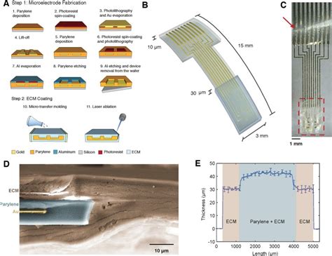 Biomimetic Extracellular Matrix Coatings Improve The Chronic