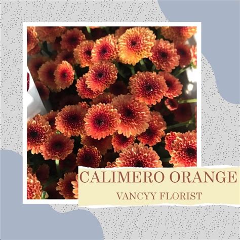 Jual Bunga Calimero Orange Fresh Pertangkai Bunga Calimero Orange Vancyy Florist Bunga