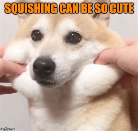 Squishy Memes