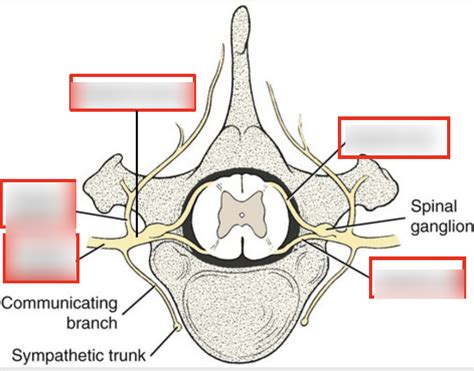 Spinal Nerves Diagram Quizlet