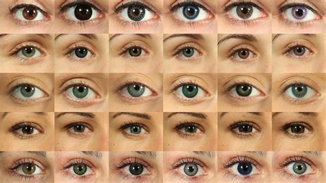 3 ¿cuántos Tipos De Ojos Existen Y Cómo Son Hdrwpt