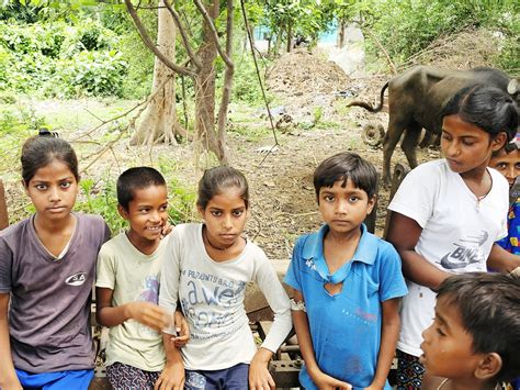 Tiger Hunted A Goat In Maholi