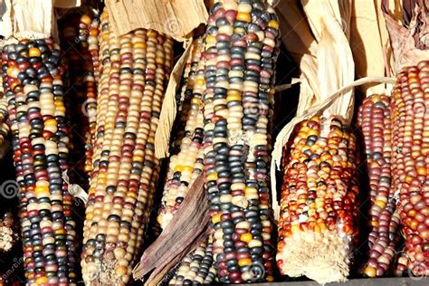Indian Corn Flint Corn Zea Mays Var Indurata Stock Image Image Of