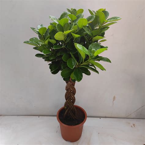 Ficus Microcarpa Moclame Braided Nurserybuy