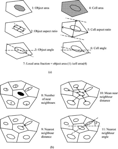 Definitions Of Tessellation Measurements A Single Cell Measurements