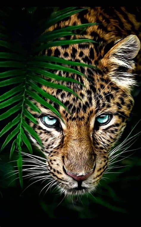 Wild Life Wallpapers 4k Hd Backgrounds On Wallpaperbat