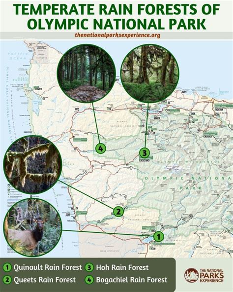 The 4 Rain Forests Of Olympic National Park Quinault Queets Hoh And