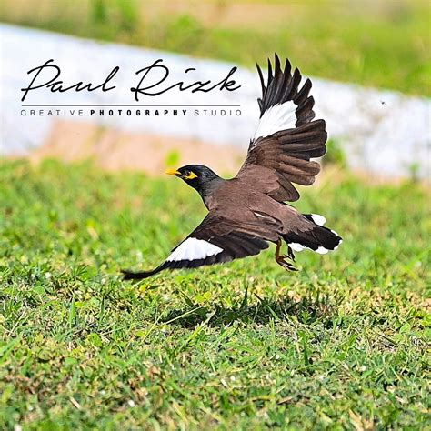 Paul Rizk Photography Home Facebook