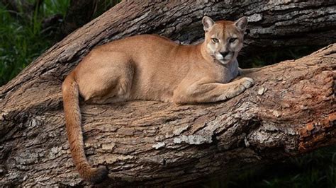 El Puma Carnívoro Esencial Para Los Ecosistemas Especies En Peligro